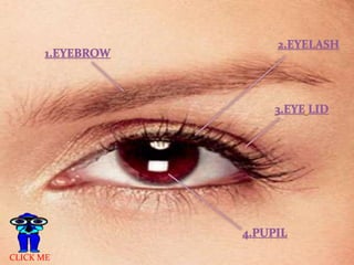 Parts of eyes | PPT