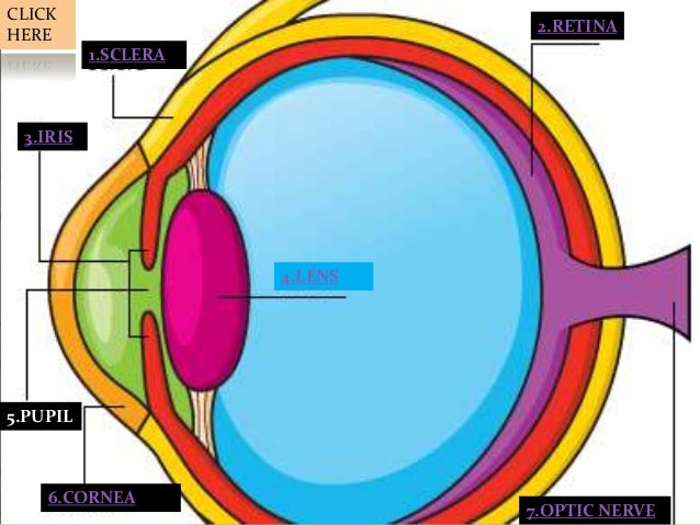 Basic Parts Of The Eye For Kids