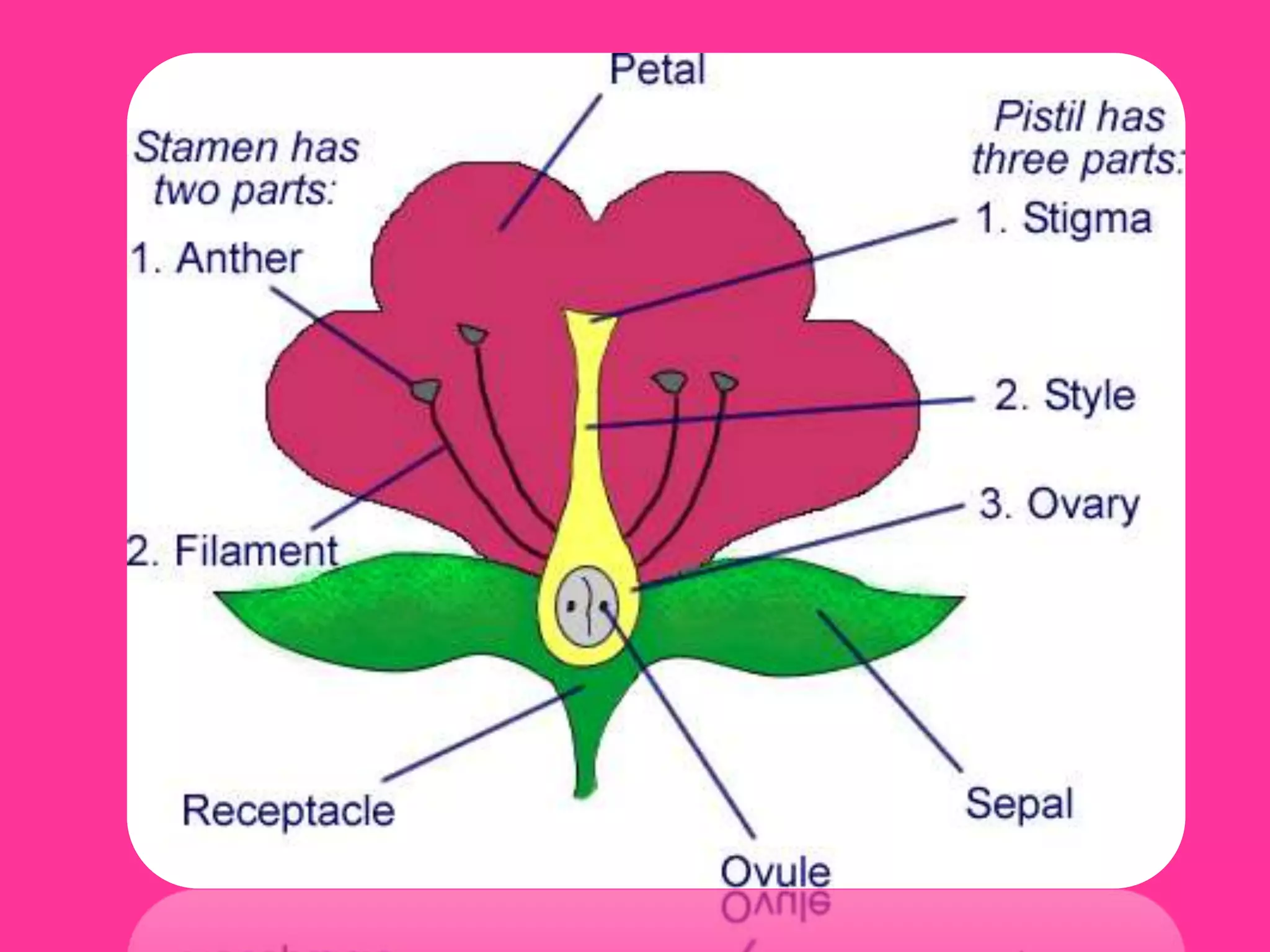 Parts of flower | PPTX