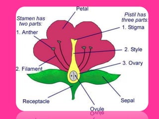 Parts of flower | PPTX