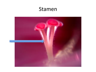Parts of a flower | PPT