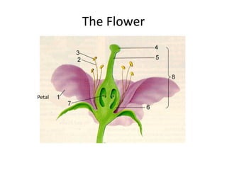 Pistil Flower
