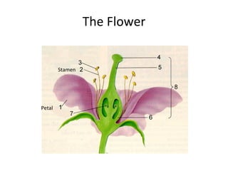 Carpel Flower