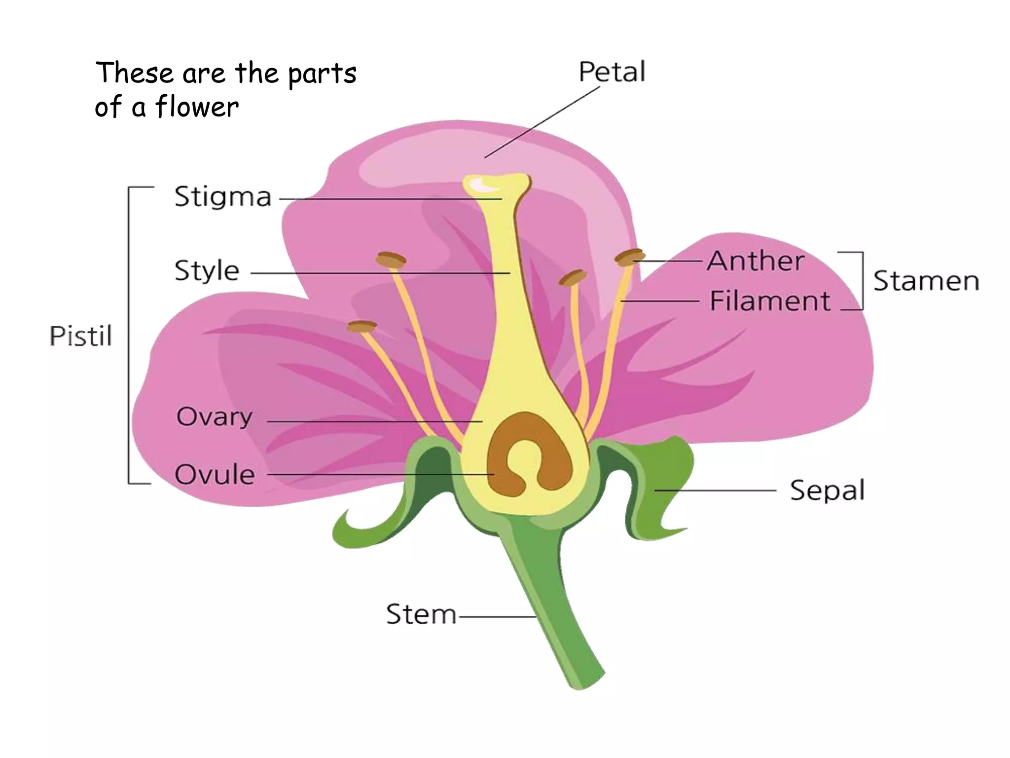 PARTS OF FLOWER | PPT