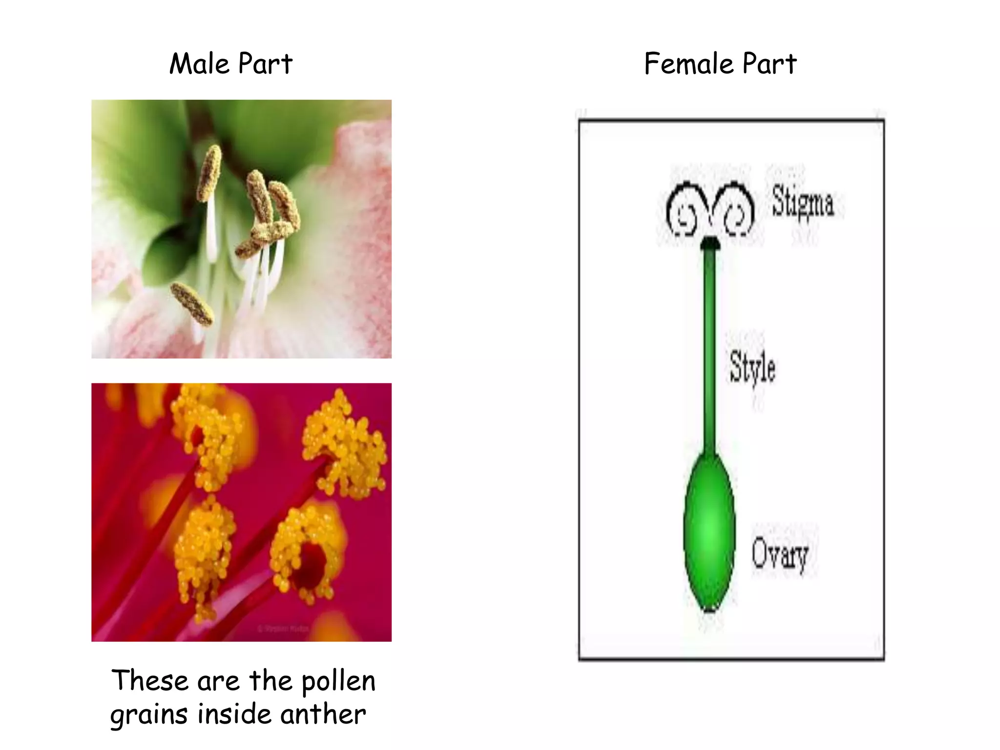 PARTS OF FLOWER | PPT