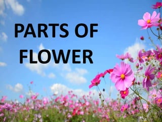 PARTS OF FLOWER | PPT