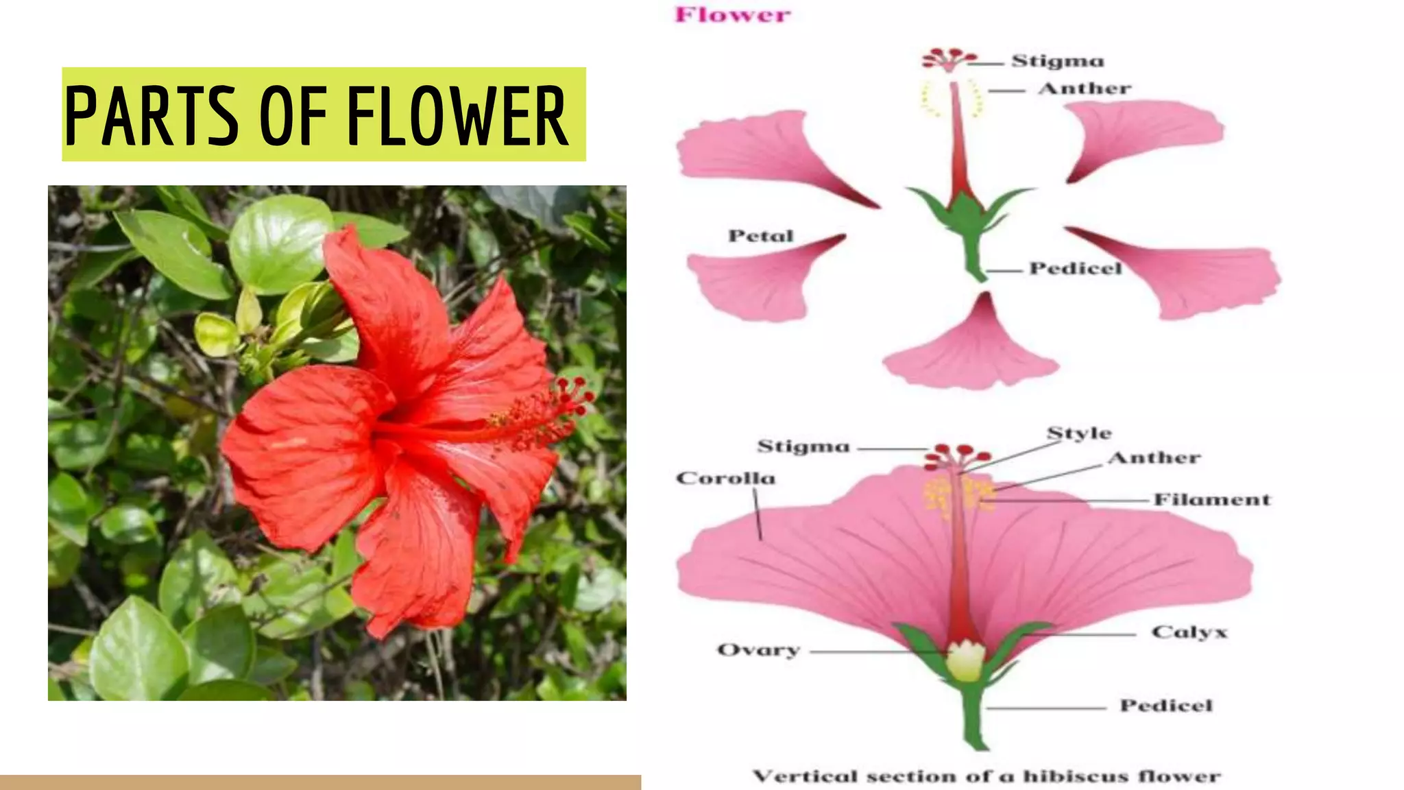 PARTS OF FLOWER.pptx