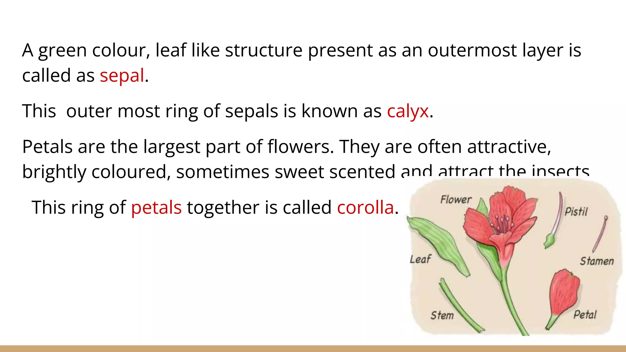 PARTS OF FLOWER.pptx