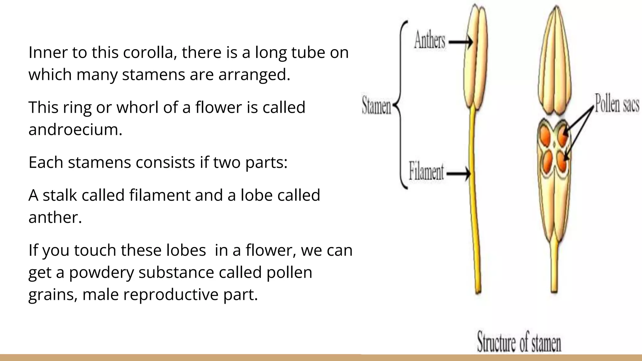 PARTS OF FLOWER.pptx