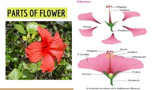 PARTS OF FLOWER.pptx