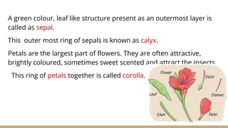 PARTS OF FLOWER.pptx