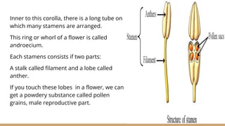 PARTS OF FLOWER.pptx