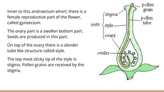 PARTS OF FLOWER.pptx