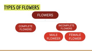 PARTS OF FLOWER.pptx