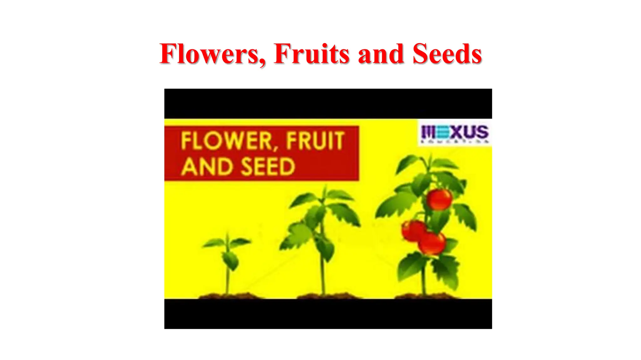 Different parts of flower. Sepal Petal Stamen Pistil Stigma | PPTX