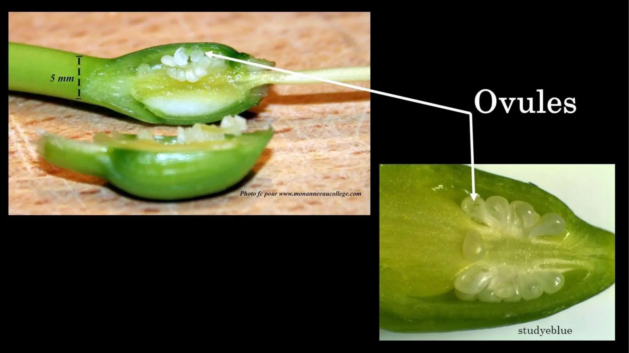 Different parts of flower. Sepal Petal Stamen Pistil Stigma | PPTX