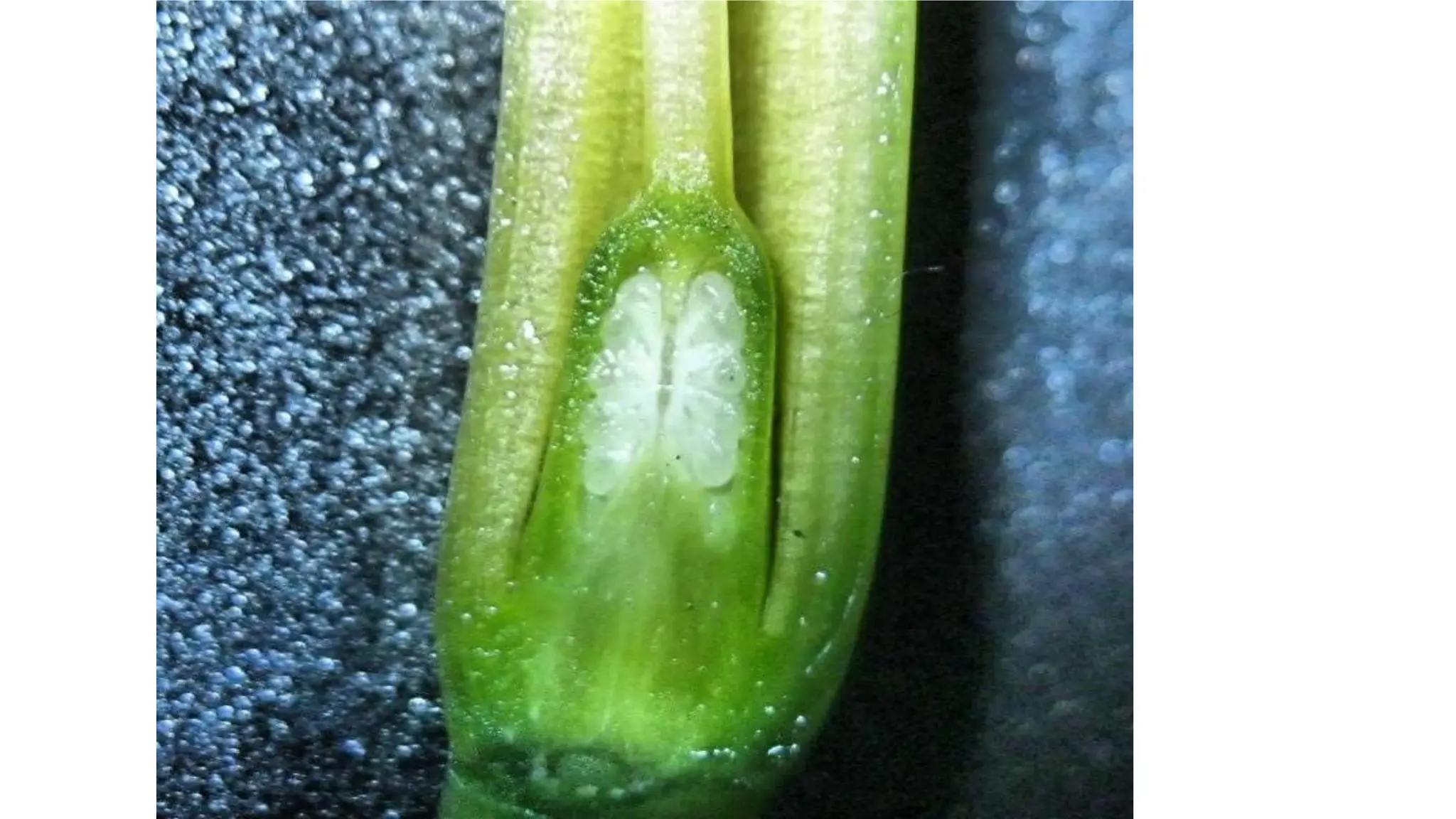 Different parts of flower. Sepal Petal Stamen Pistil Stigma | PPTX