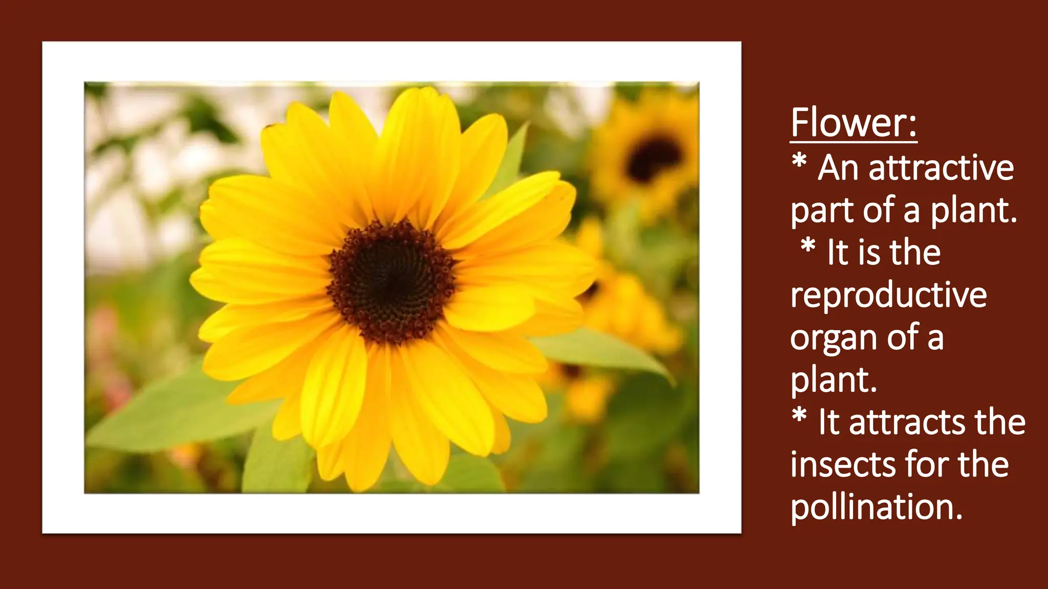 Different parts of flower. Sepal Petal Stamen Pistil Stigma | PPTX ...