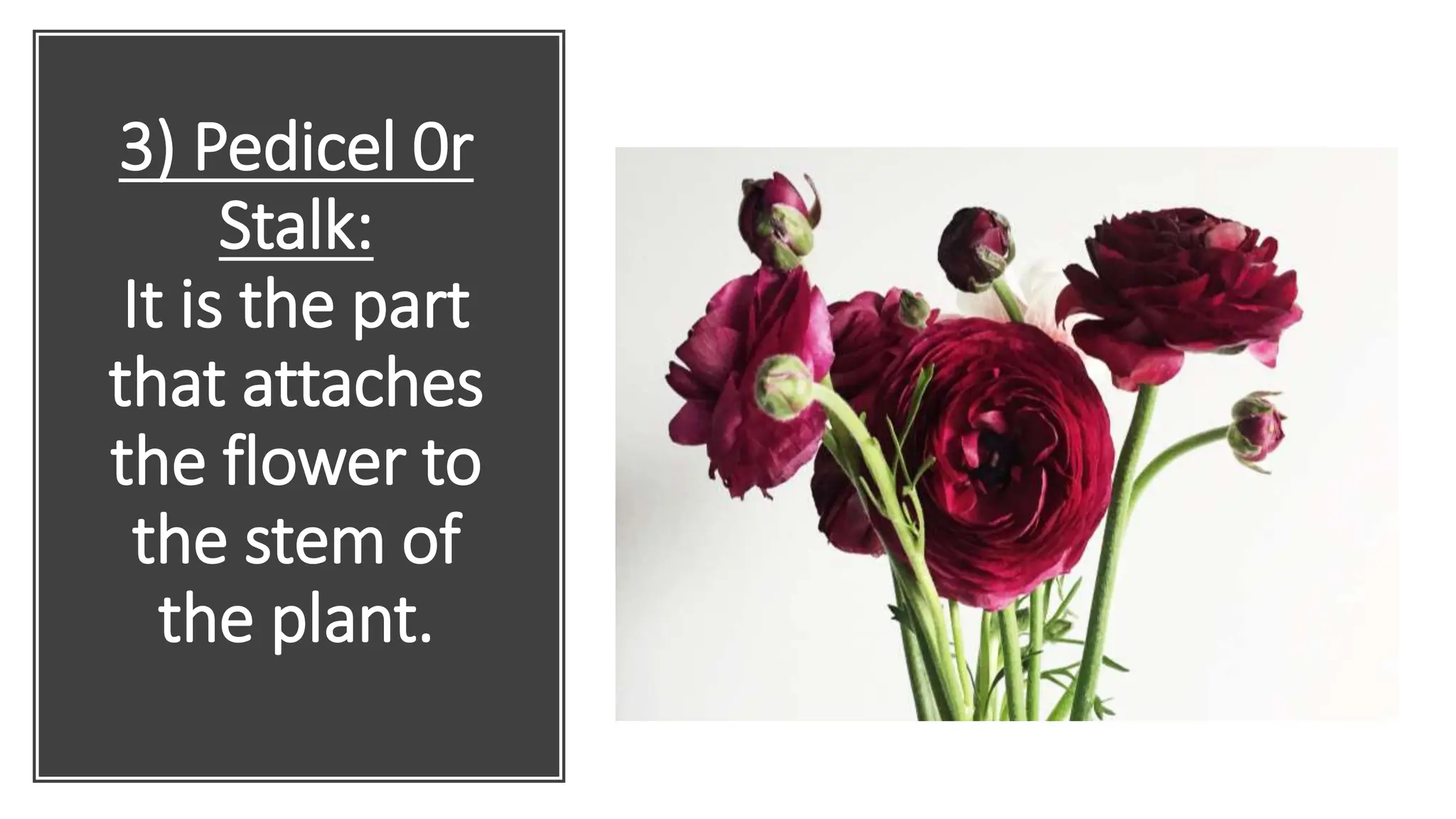 Different parts of flower. Sepal Petal Stamen Pistil Stigma | PPTX