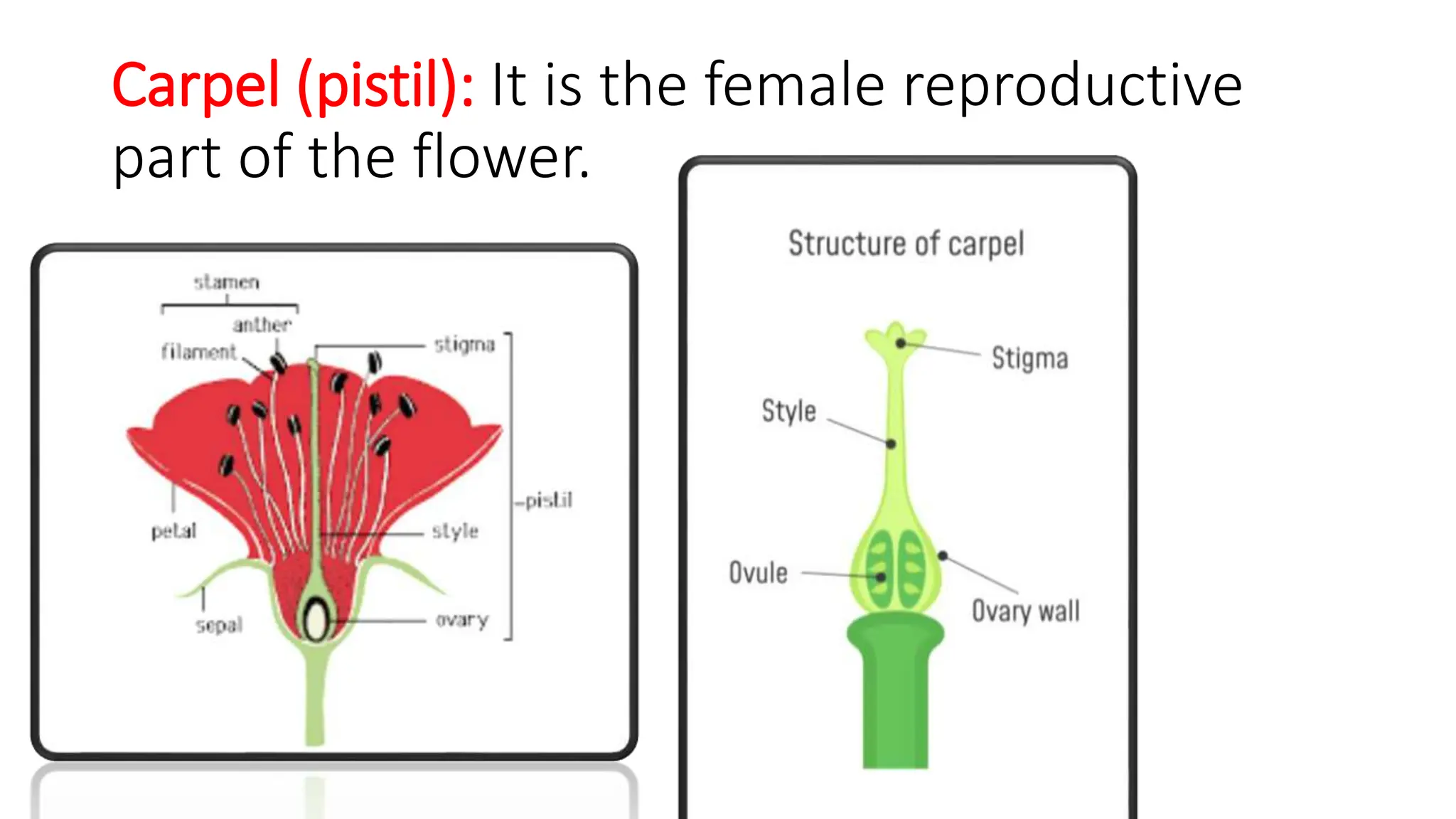Different parts of flower. Sepal Petal Stamen Pistil Stigma | PPTX