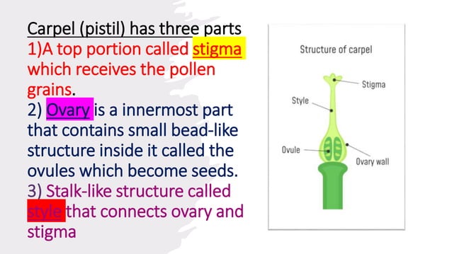 Different parts of flower. Sepal Petal Stamen Pistil Stigma | PPTX ...