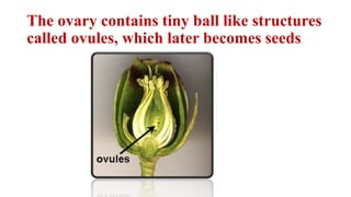 Different parts of flower. Sepal Petal Stamen Pistil Stigma | PPTX