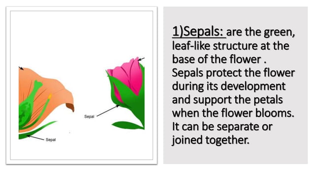 Different parts of flower. Sepal Petal Stamen Pistil Stigma | PPTX ...
