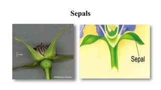 Different parts of flower. Sepal Petal Stamen Pistil Stigma | PPTX