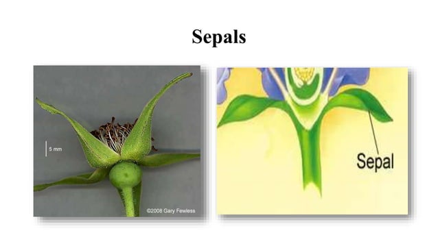 Different parts of flower. Sepal Petal Stamen Pistil Stigma | PPTX ...