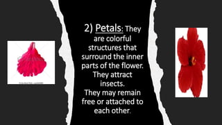 Different parts of flower. Sepal Petal Stamen Pistil Stigma | PPTX ...