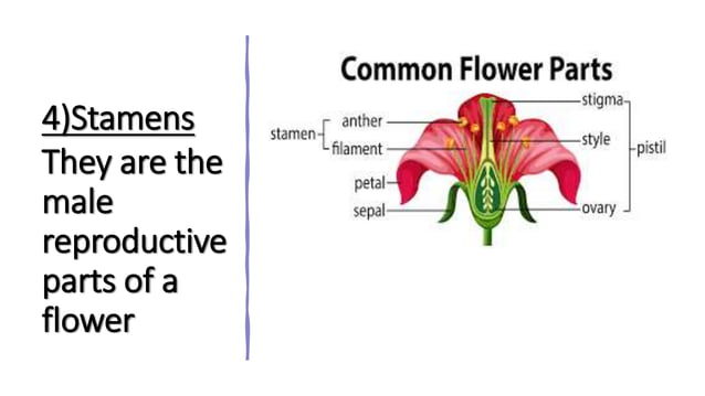 Different parts of flower. Sepal Petal Stamen Pistil Stigma | PPTX ...