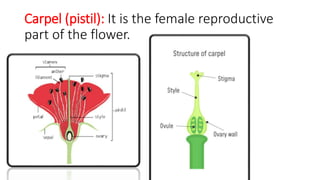 Different parts of flower. Sepal Petal Stamen Pistil Stigma | PPTX ...