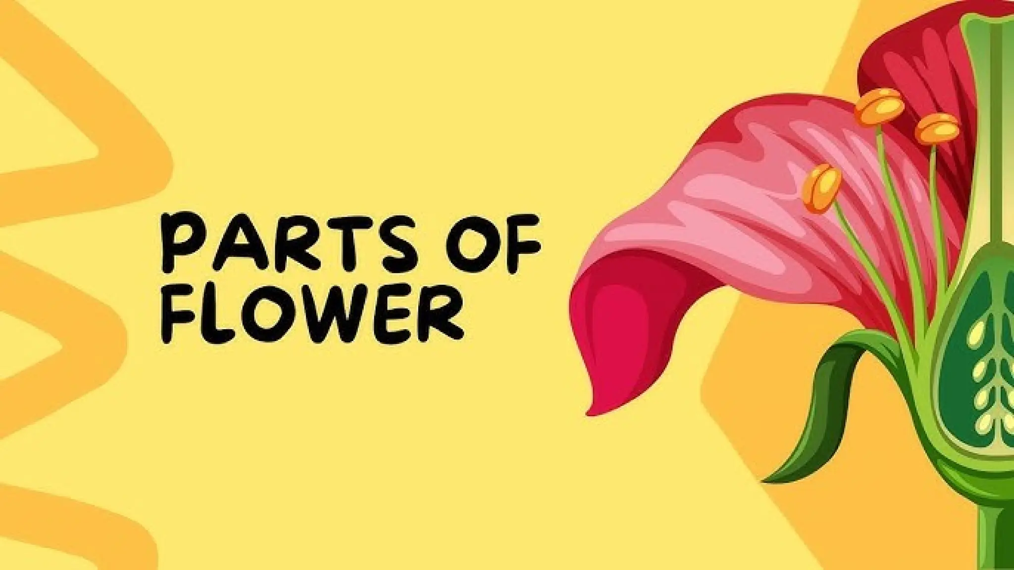 Parts of Flower for Upper primary science students | PPTX