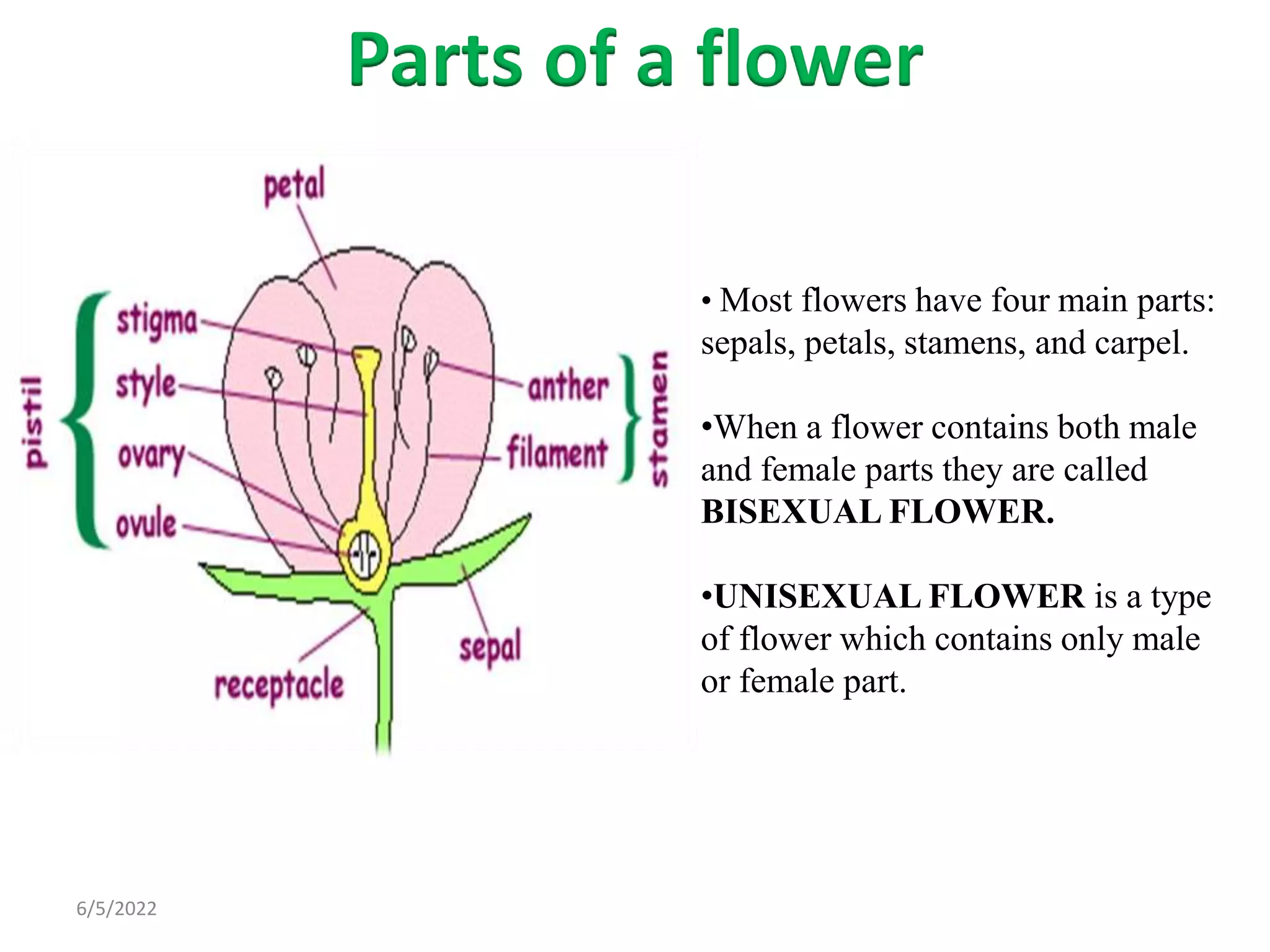 parts of flower(FIT) 06180276.pptx