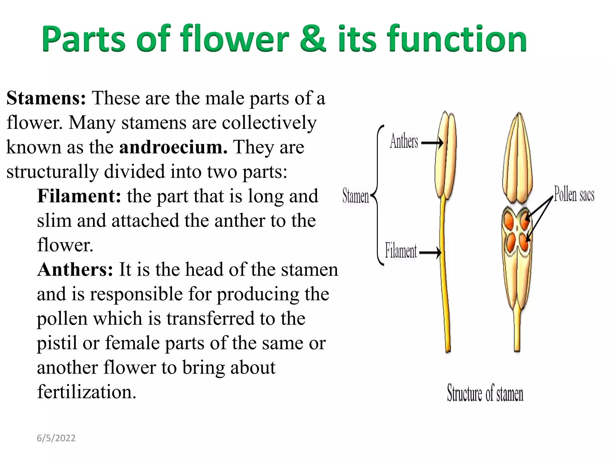 parts of flower(FIT) 06180276.pptx