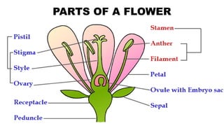 parts of flowers...the reproduction.pptx