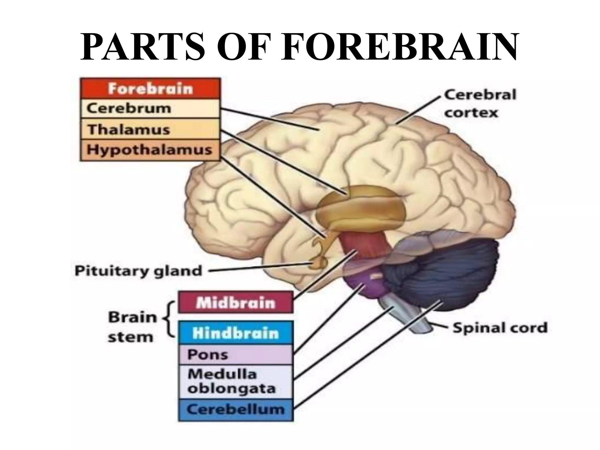 Parts of forebrain | PPTX