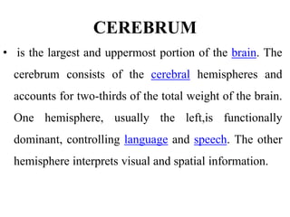 Parts of forebrain | PPTX
