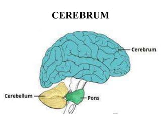 Parts of forebrain | PPTX