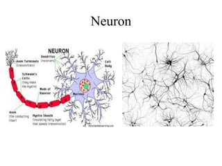 Parts of forebrain | PPTX
