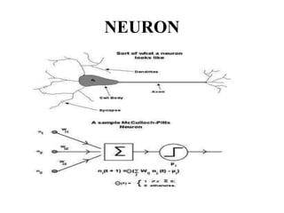 Parts of forebrain | PPTX