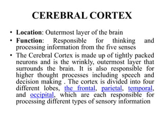 Parts of forebrain | PPTX