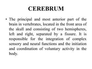 Parts of forebrain | PPTX