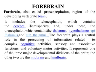 Parts of forebrain | PPT