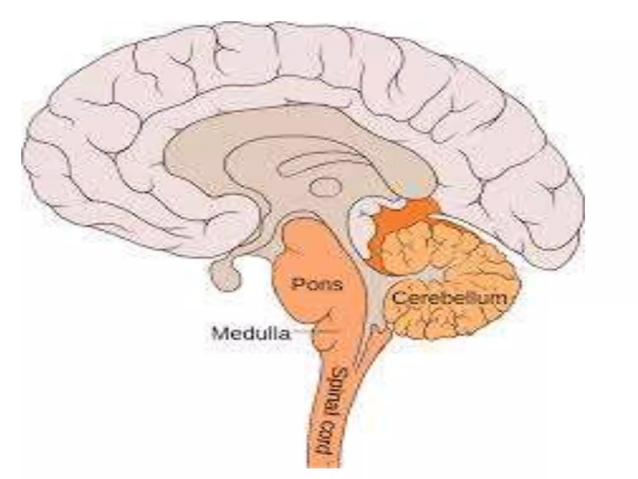 Parts of hind brain BY:K.CHITRA,GSON,ROSHNABAD,HARIDWAR. | PPTX