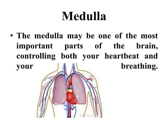 Parts of hind brain BY:K.CHITRA,GSON,ROSHNABAD,HARIDWAR. | PPTX | Brain ...
