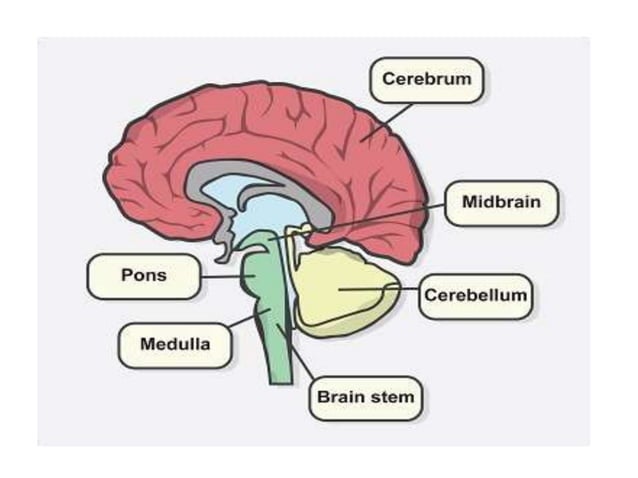 Parts of hind brain BY:K.CHITRA,GSON,ROSHNABAD,HARIDWAR. | PPTX