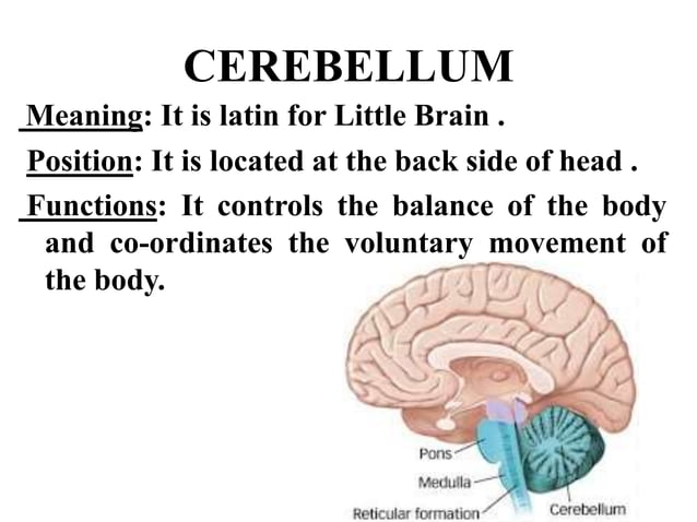 Parts of hind brain BY:K.CHITRA,GSON,ROSHNABAD,HARIDWAR. | PPTX