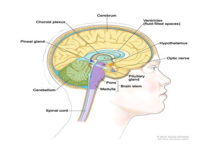 Parts of hind brain BY:K.CHITRA,GSON,ROSHNABAD,HARIDWAR. | PPTX