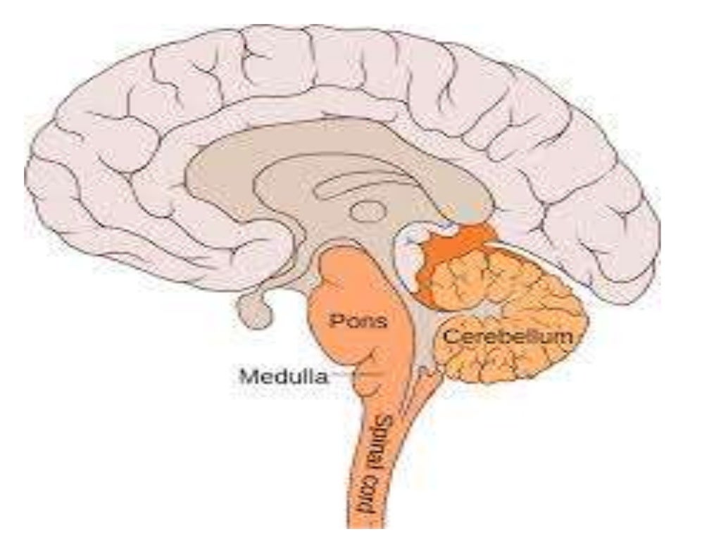 Parts of hind brain BY:K.CHITRA,GSON,ROSHNABAD,HARIDWAR.